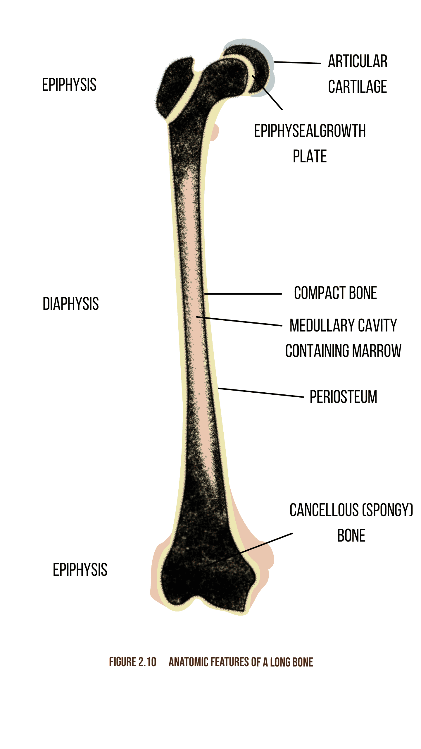 Free NASM Study Guide 7th Ed - Every chapter covered
