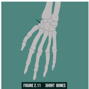 Free NASM Study Guide 7th Ed - Every chapter covered