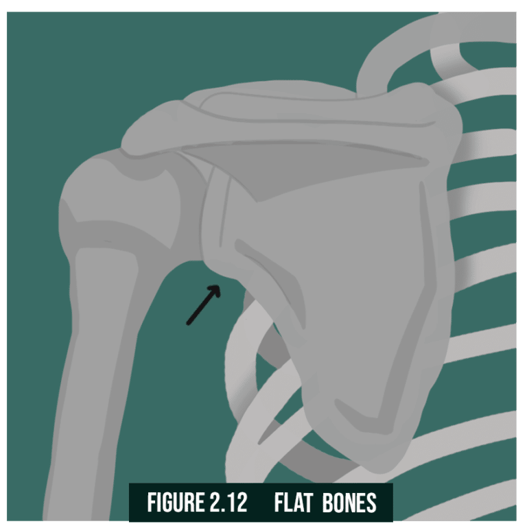 Free NASM Study Guide 7th Ed - Every chapter covered