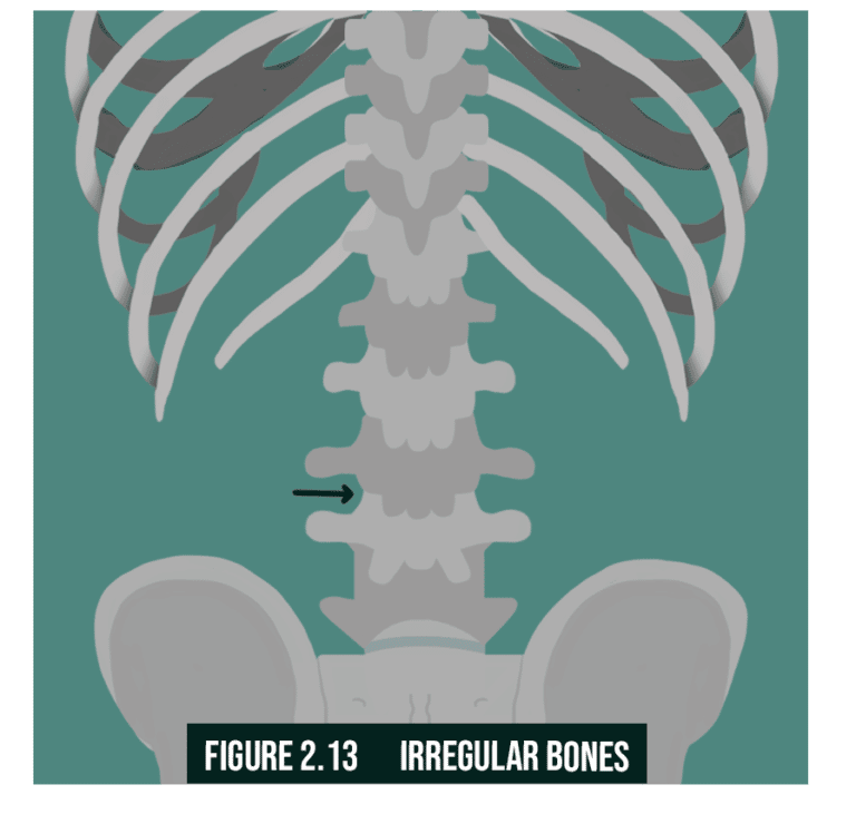 Free NASM Study Guide 7th Ed - Every chapter covered