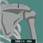 Free NASM Study Guide 7th Ed - Every chapter covered