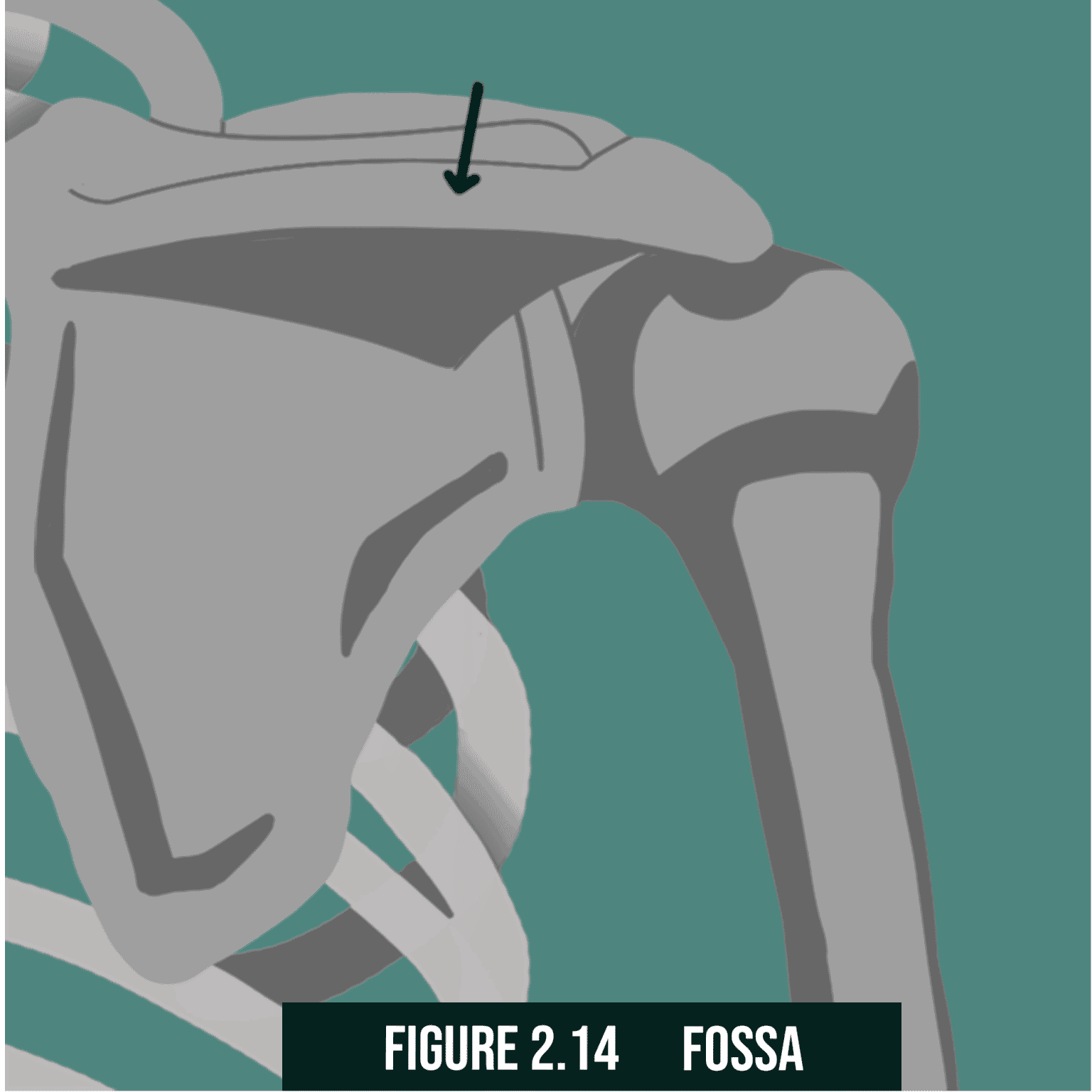 Free NASM Study Guide 7th Ed - Every chapter covered