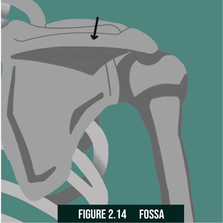 Free NASM Study Guide 7th Ed - Every chapter covered