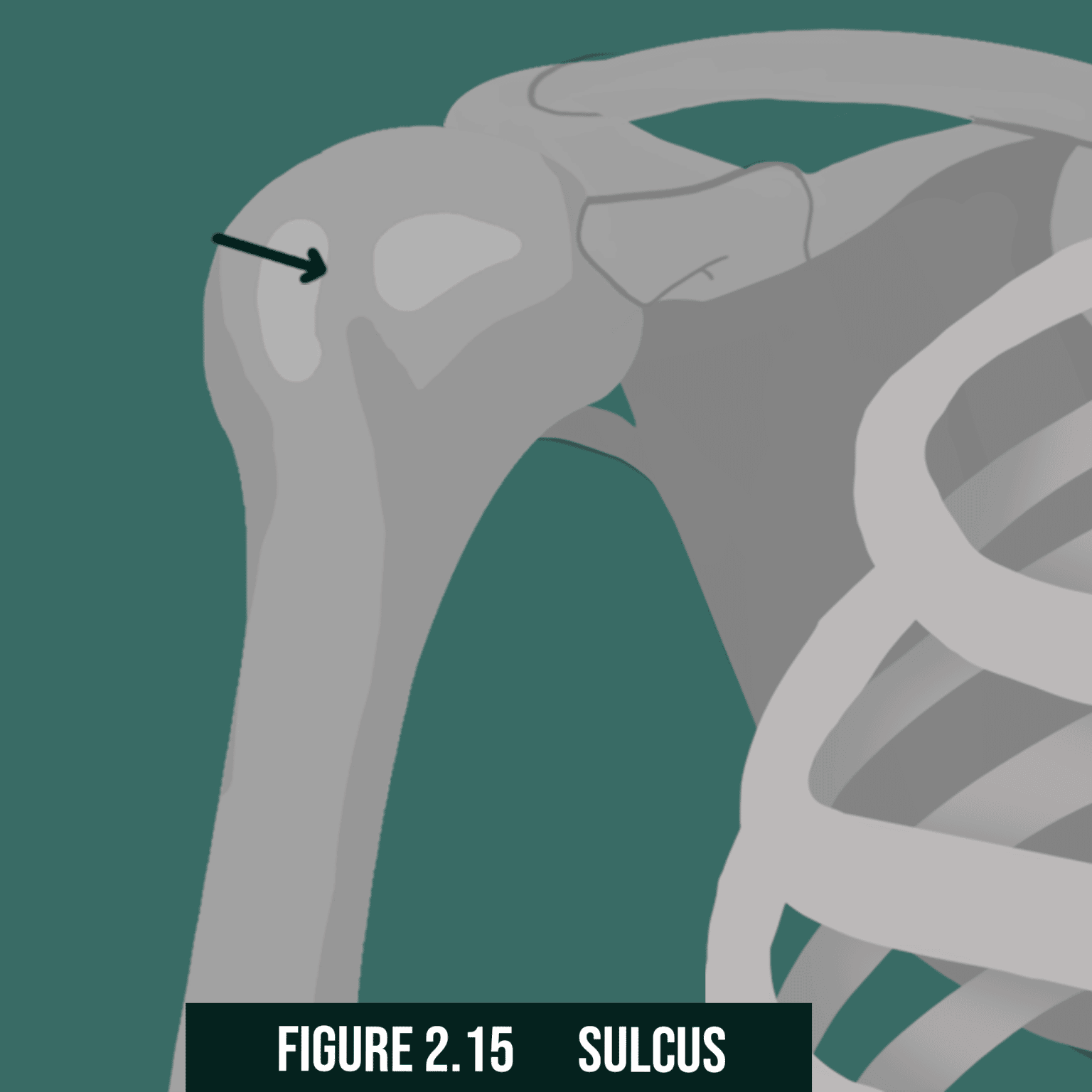 Free NASM Study Guide 7th Ed - Every chapter covered