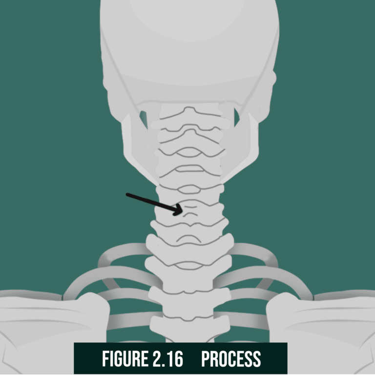 Free NASM Study Guide 7th Ed - Every chapter covered