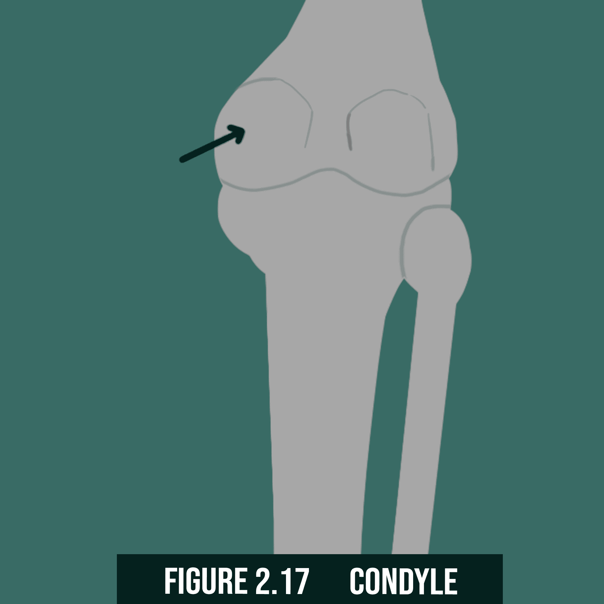 Free NASM Study Guide 7th Ed - Every chapter covered