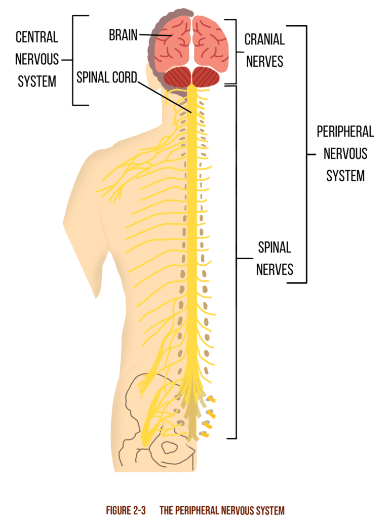Free NASM Study Guide 7th Ed - Every chapter covered
