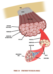 Free NASM Study Guide 7th Ed - Every chapter covered