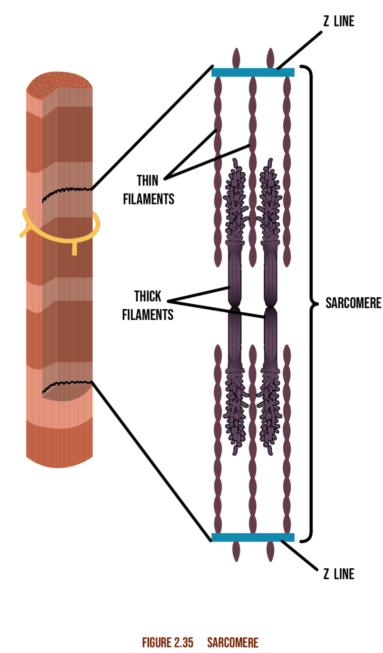 Free NASM Study Guide 7th Ed - Every chapter covered