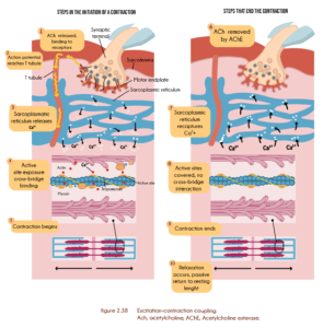 Free NASM Study Guide 7th Ed - Every chapter covered