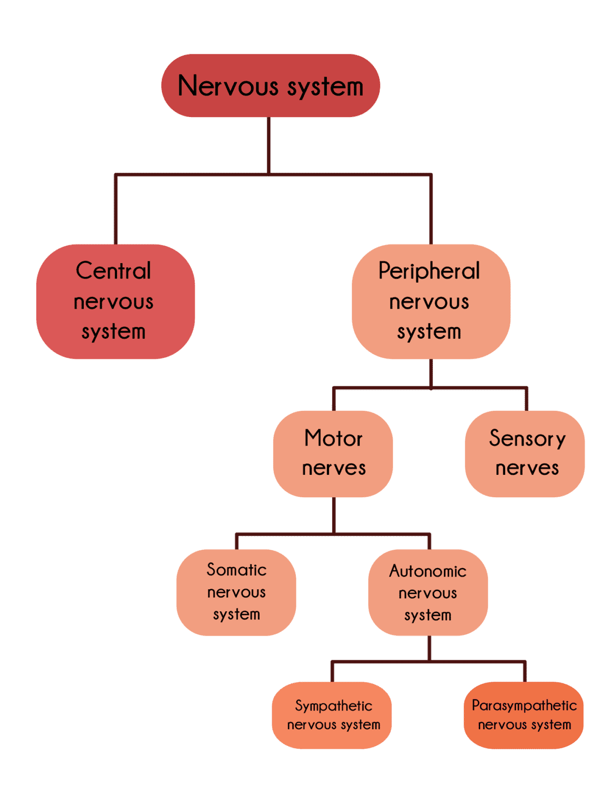 Free NASM Study Guide 7th Ed - Every chapter covered