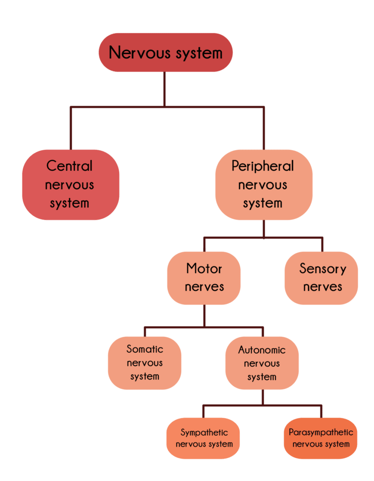 Free NASM Study Guide 7th Ed - Every chapter covered