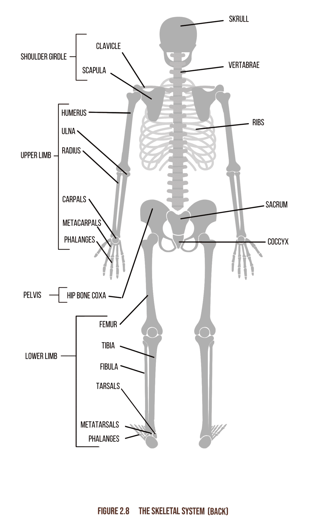 Free NASM Study Guide 7th Ed - Every chapter covered