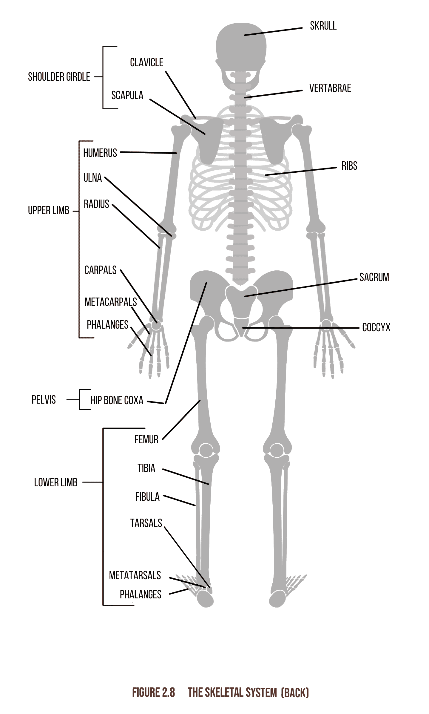 Free NASM Study Guide 7th Ed - Every chapter covered