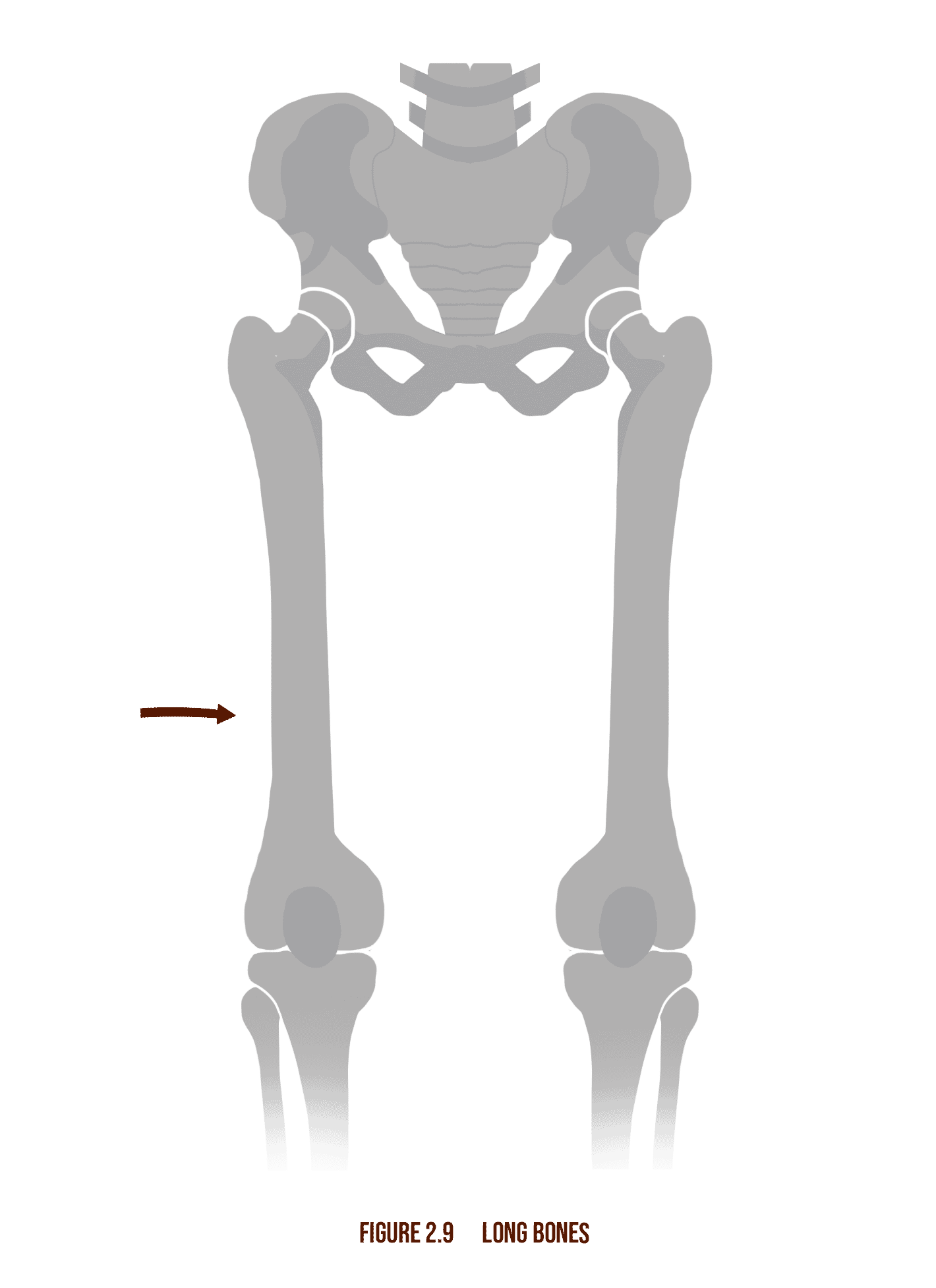 Free NASM Study Guide 7th Ed - Every chapter covered