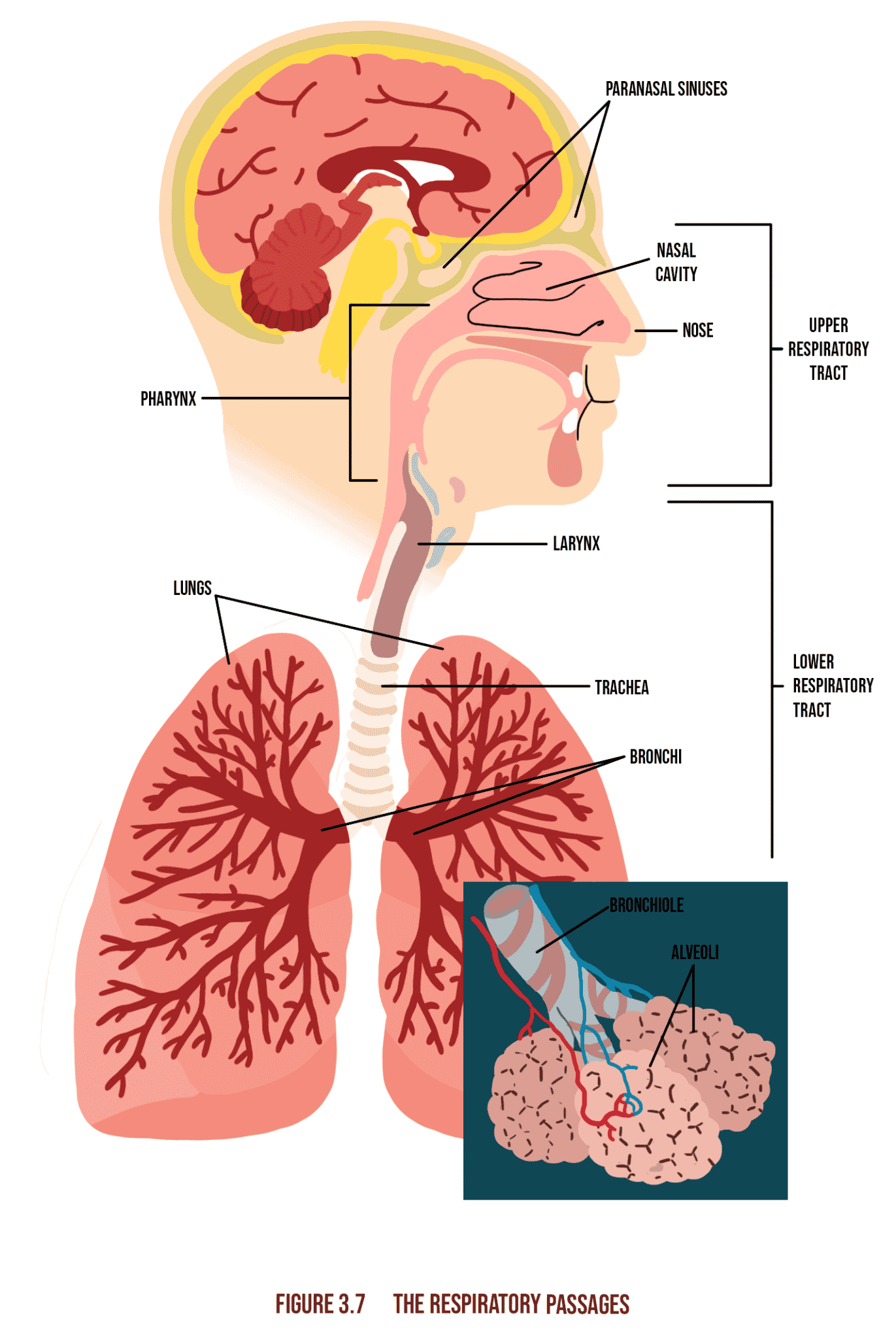 NASM Study Guide 7th Ed 2024 - Pass the NASM exam for FREE!