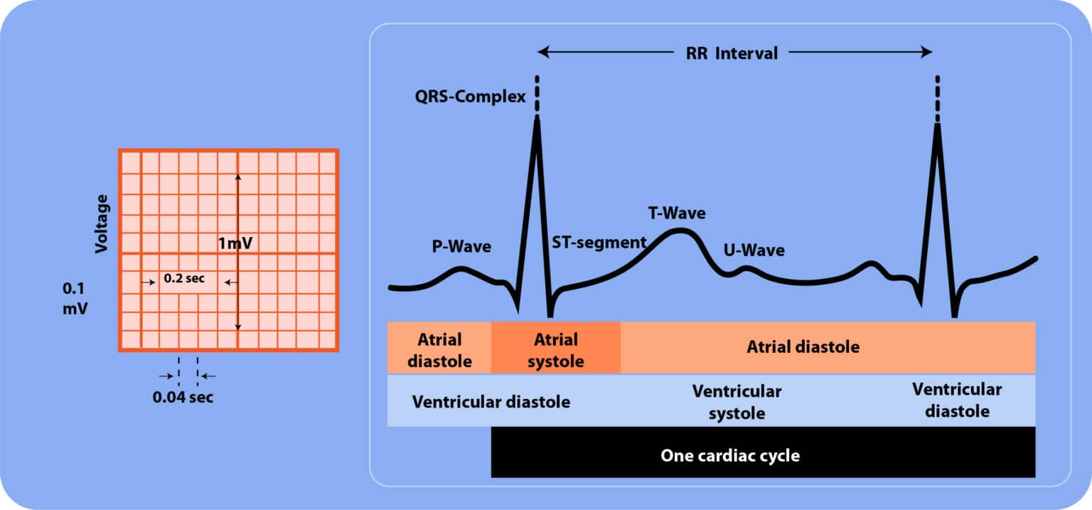 Chapter 4: The Cardiorespiratory System