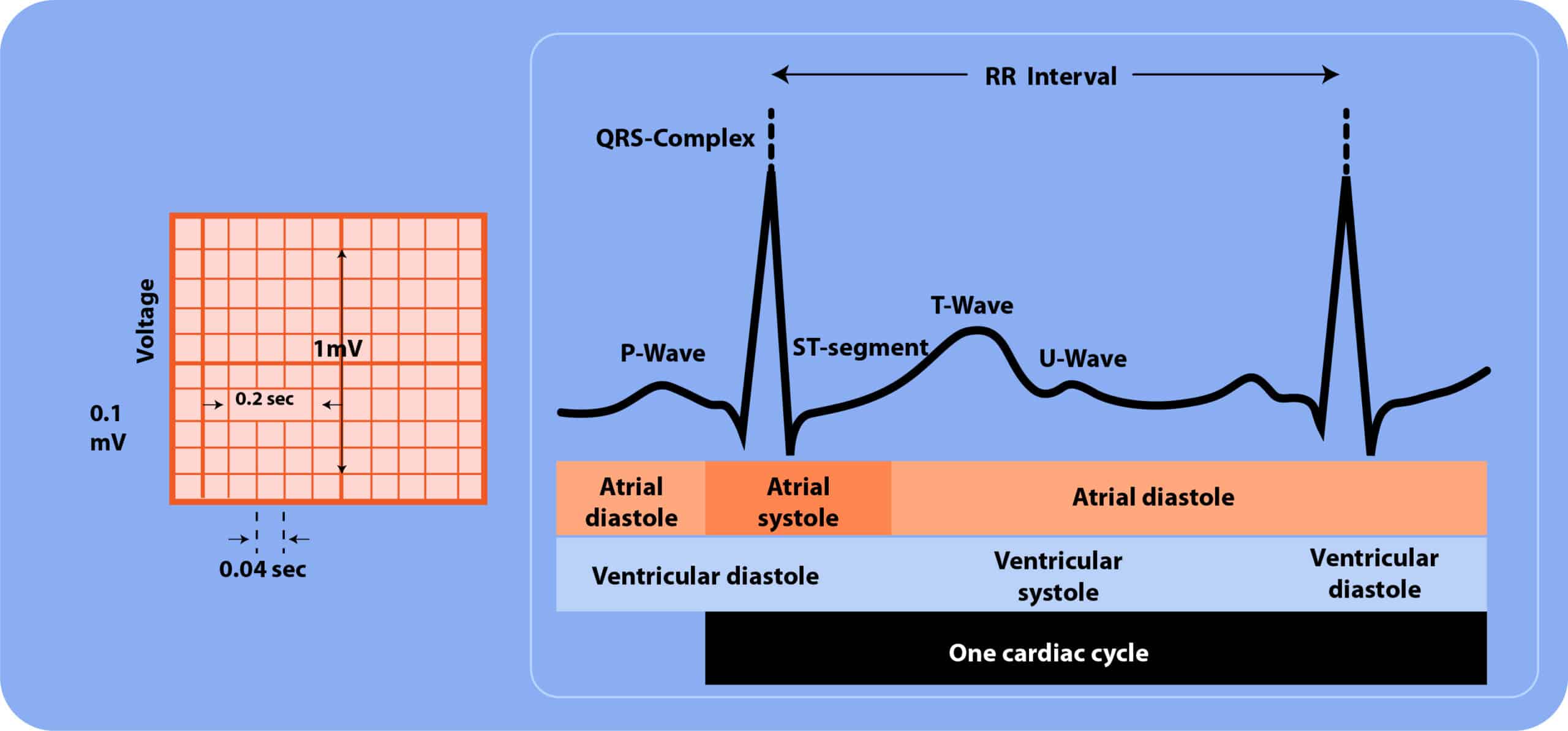 Chapter 4: The Cardiorespiratory System