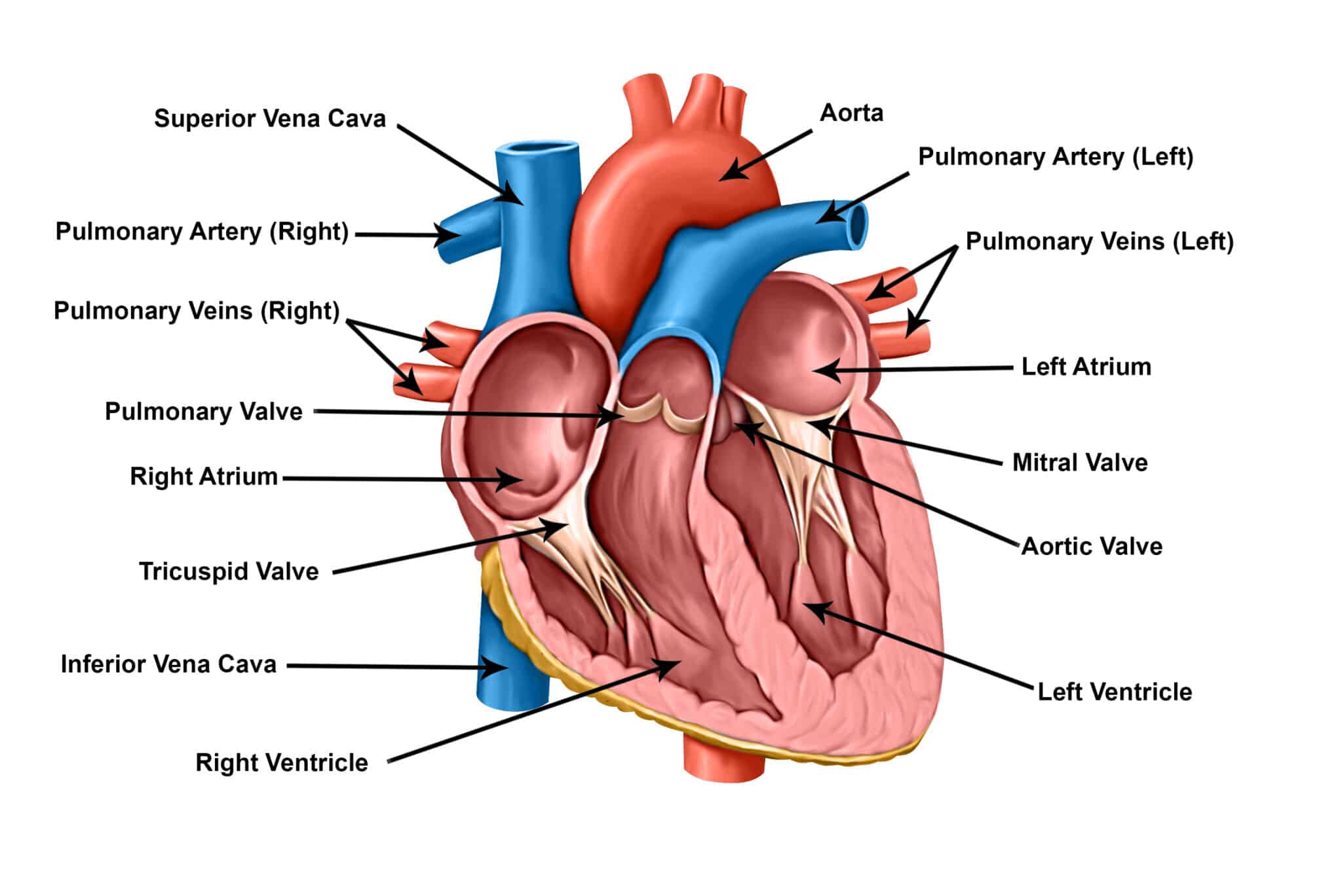 Chapter 4: The Cardiorespiratory System