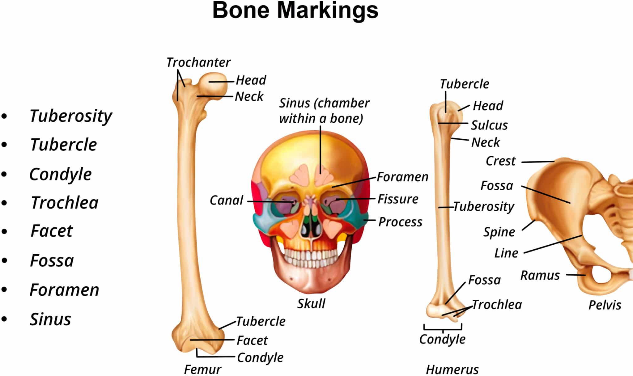 Chapter 1: The Skeletal System