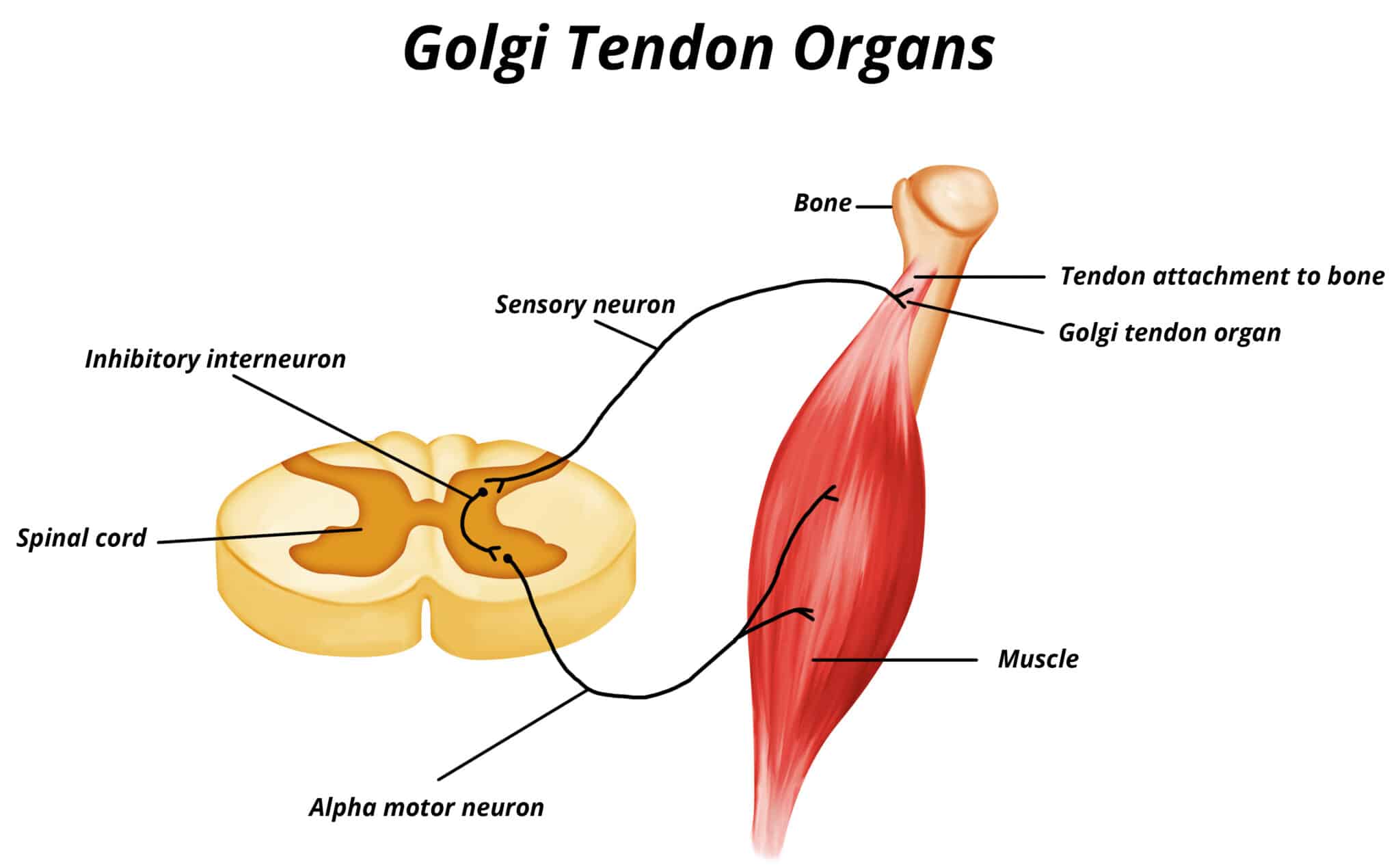 Chapter 2: The Nervous System