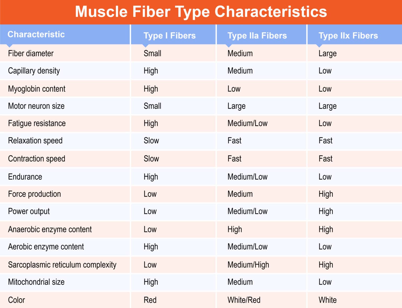 Chapter 3: The Muscular System