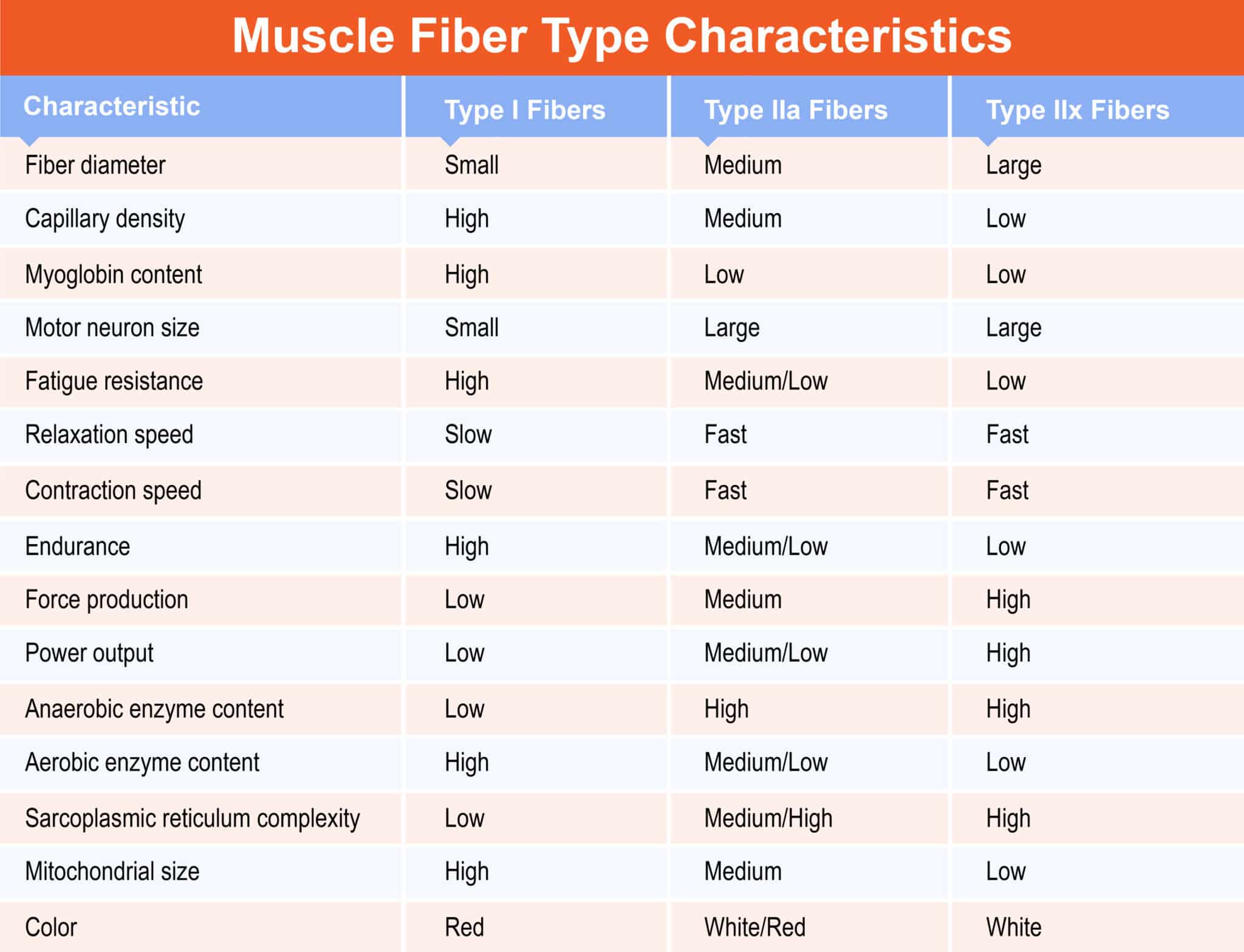 Chapter 3: The Muscular System