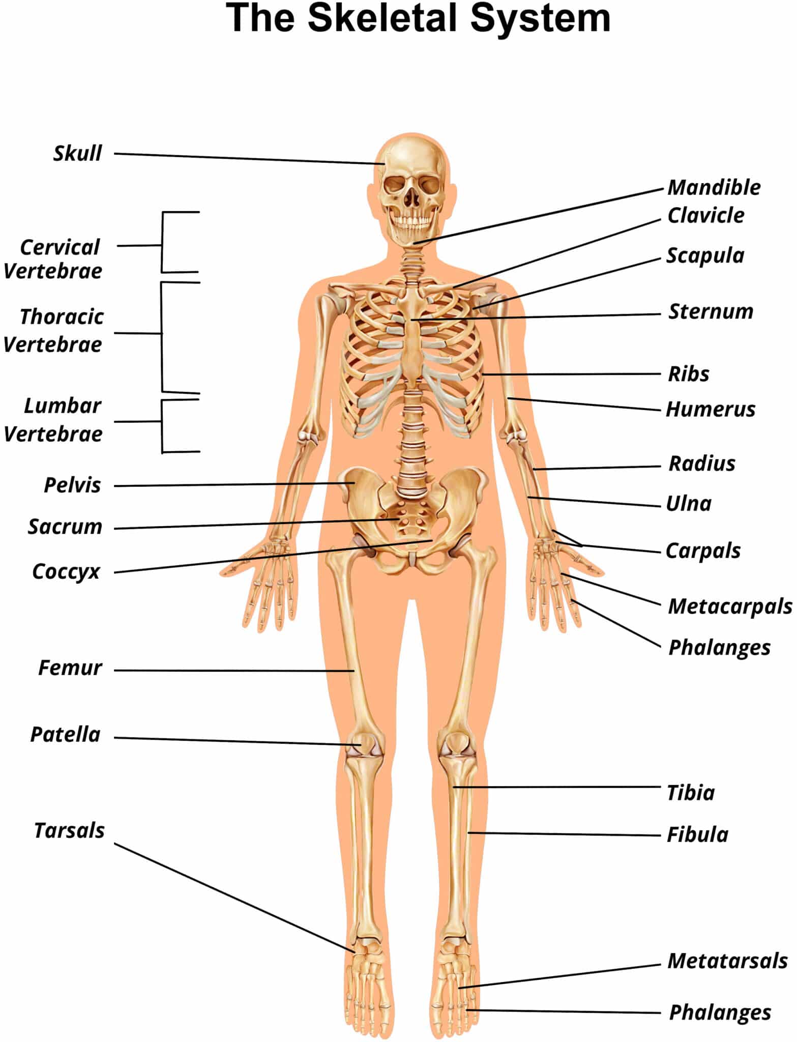 Chapter 1: The Skeletal System