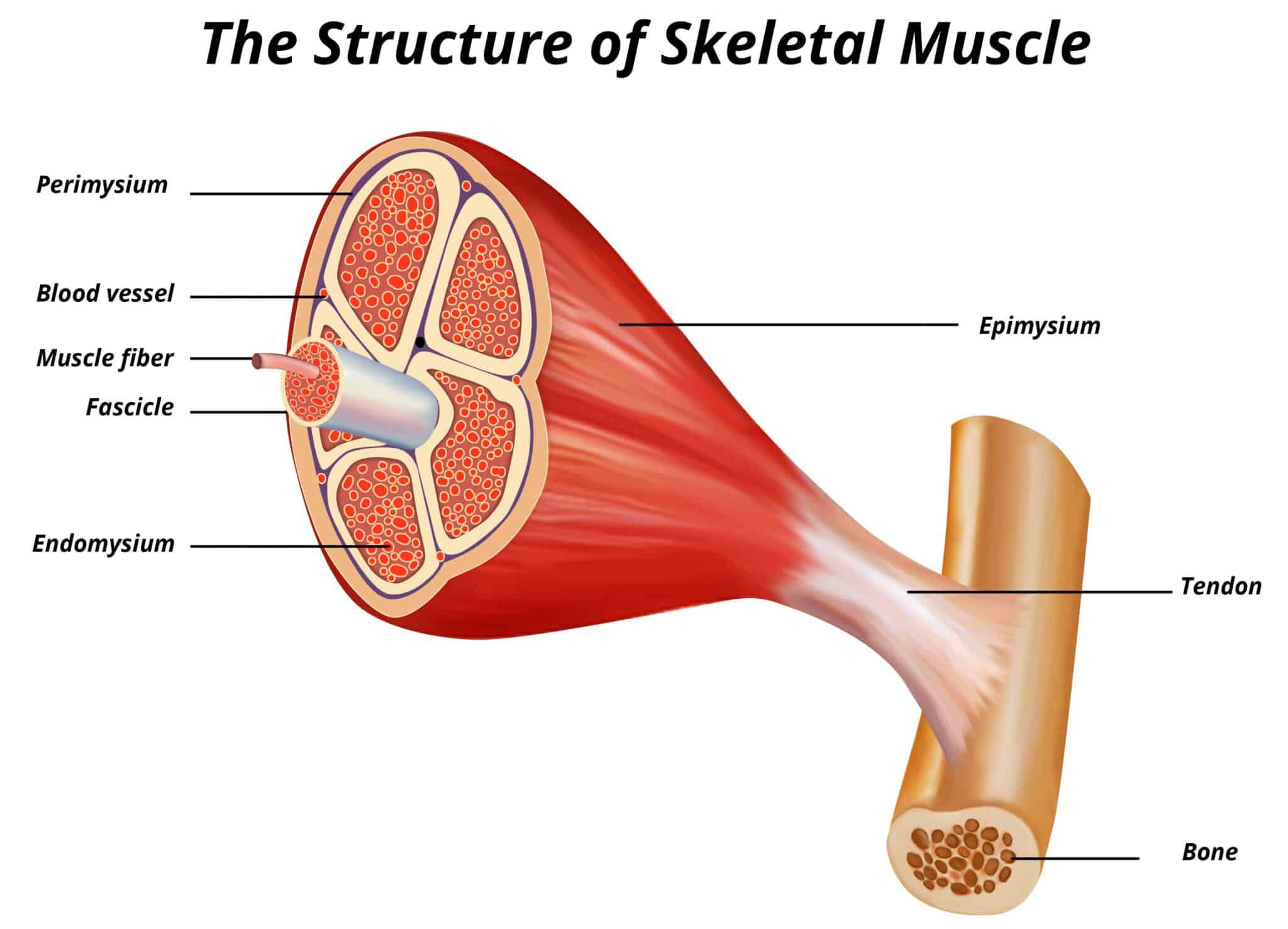 Chapter 3: The Muscular System