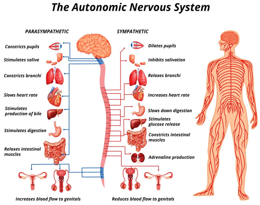 Chapter 2: The Nervous System