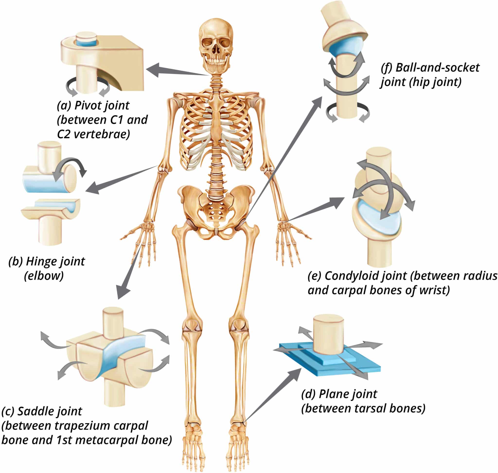 Chapter 1: The Skeletal System