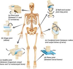 Chapter 1: The Skeletal System