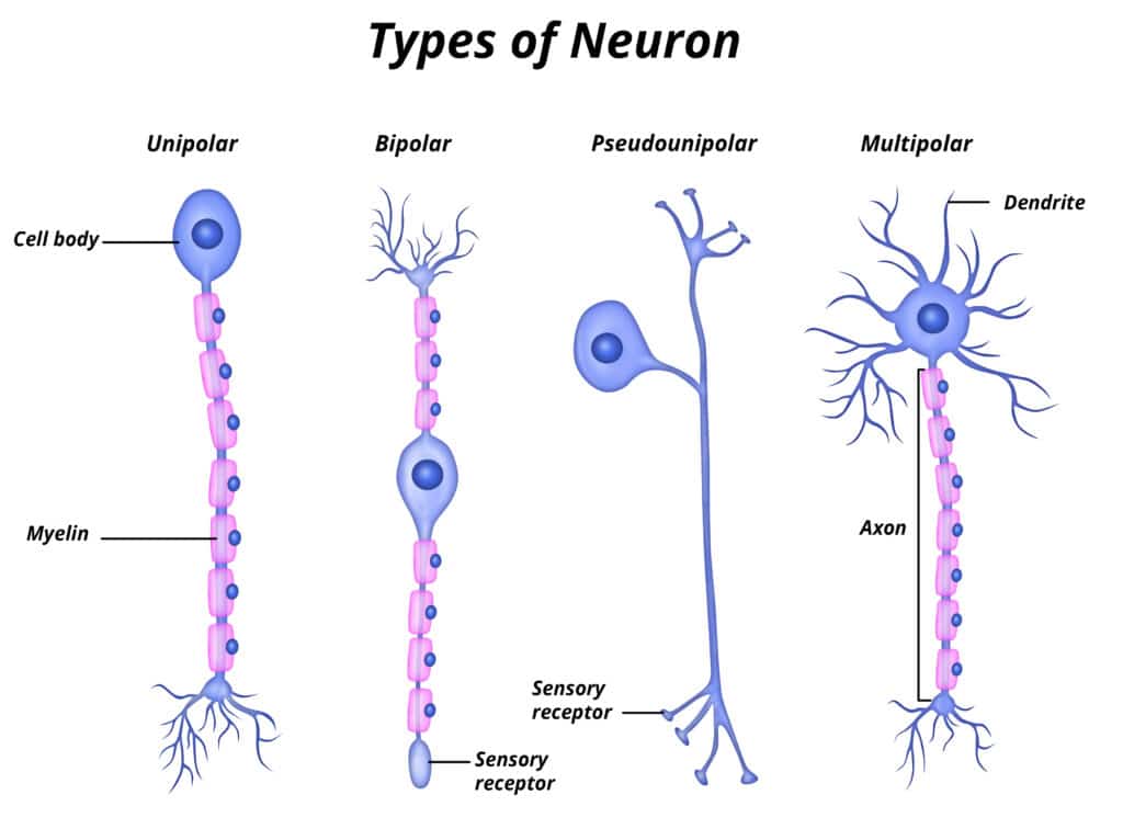 Chapter 2: The Nervous System