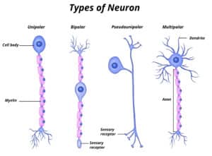 Chapter 2: The Nervous System