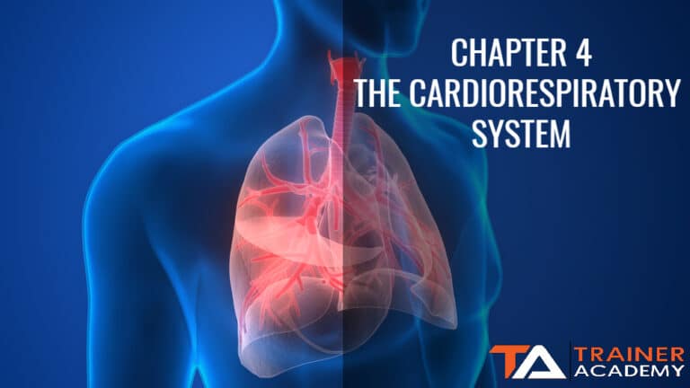 Chapter 4: The Cardiorespiratory System