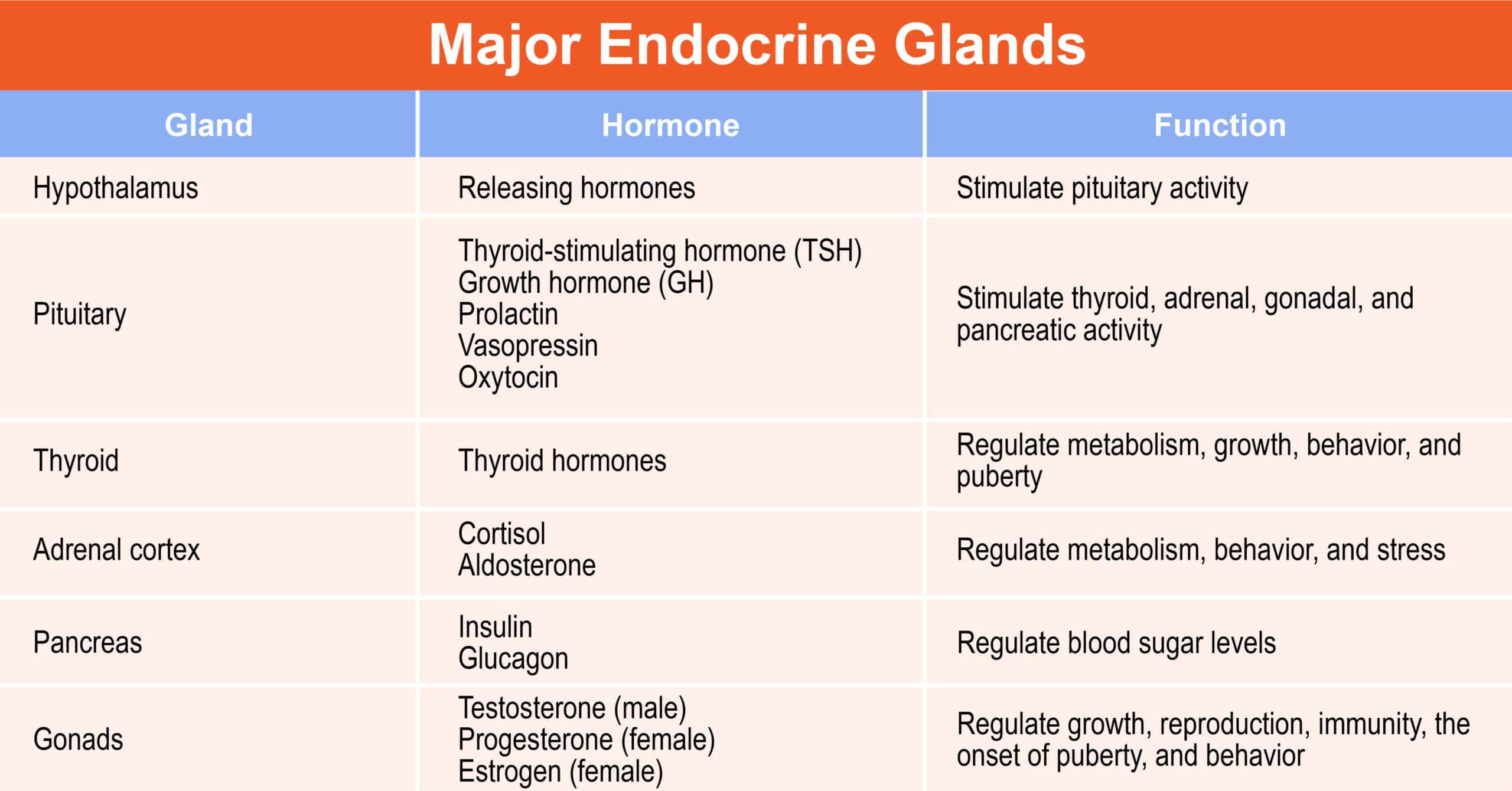 Endocrine System Hormones