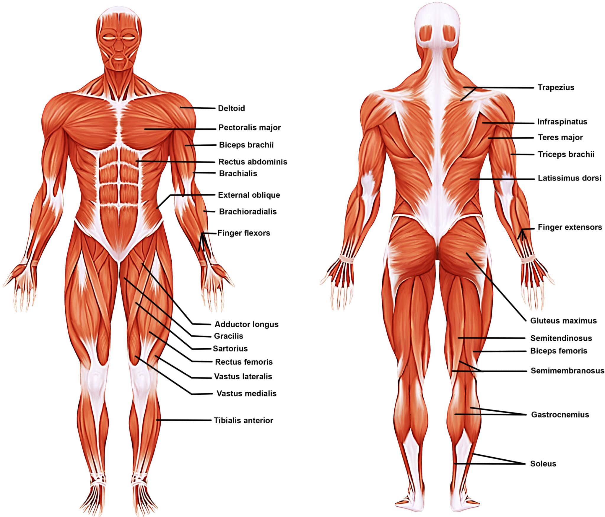Chapter 3: The Muscular System