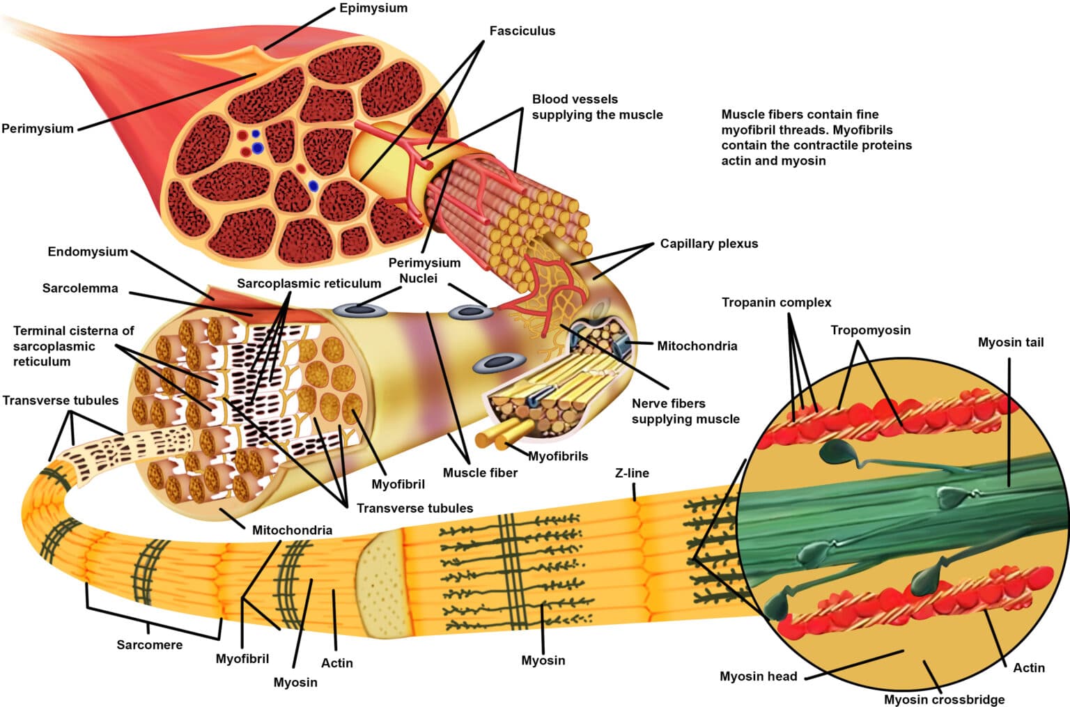 Chapter 3: The Muscular System