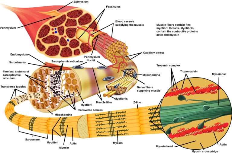 Chapter 3: The Muscular System